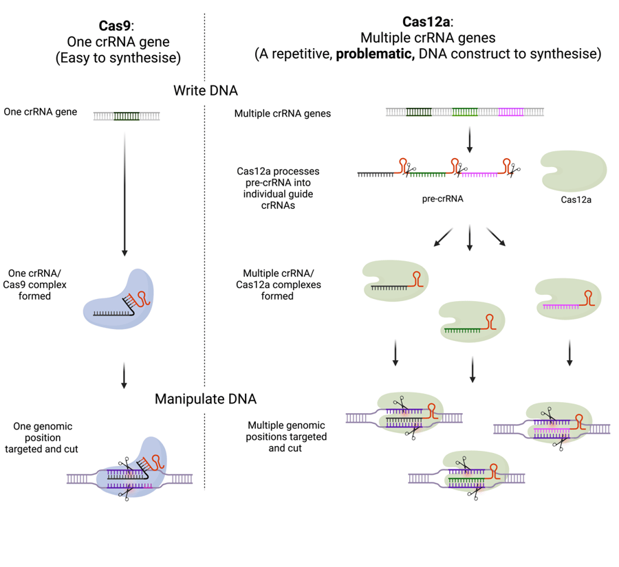 Rewriting DNA synthesis technology | Camena Bioscience